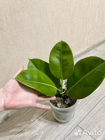 Фикус Шривериана купить в Москве | Товары для дома и дачи | Авито