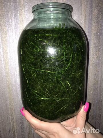 Водоросли для аквариума