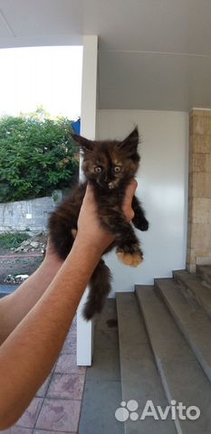 Котёнок бесплатно