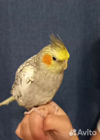 Попугай Корелла с клеткой