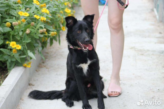 Пес малыш в добрые руки