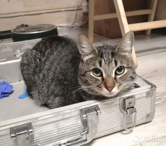 Ласковый котик Жорик в добрые руки