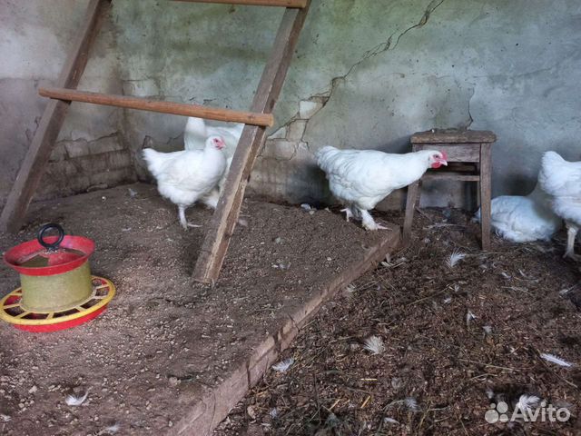 Куры породы Мехеленская кукушка