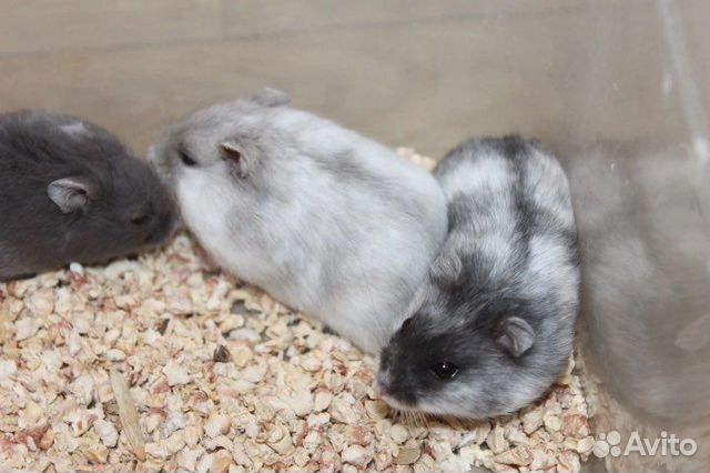 Джунгарские хомячки неповторимые редкие окрасы