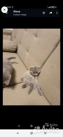 Кошка