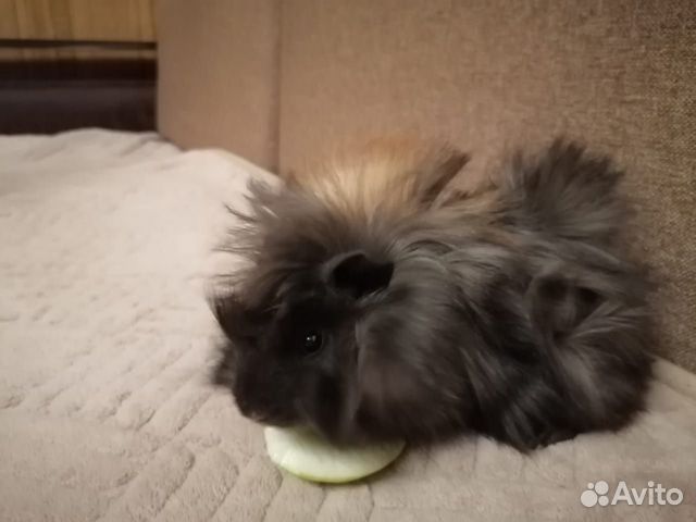 Морская свинка