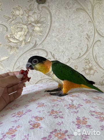 Черноголовый каик