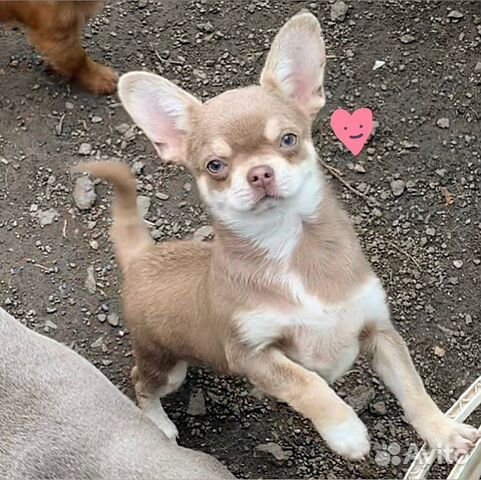 Чихуахуа Продажа Лилово Подпалый Мачо