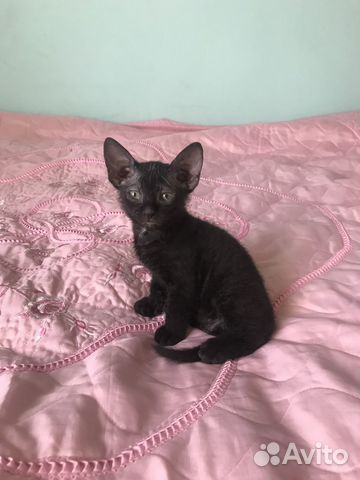 Котёнок Донского сфинкса велюр