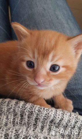 Котенок 3 недели