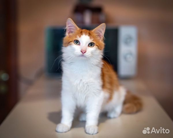 Котенок мальчик 4,5 мес