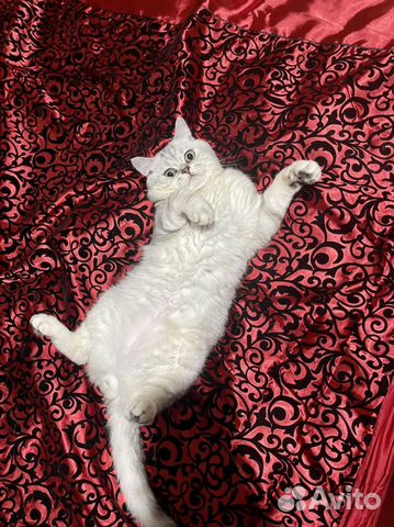 Вязка кота