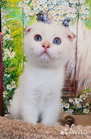 Шотландская