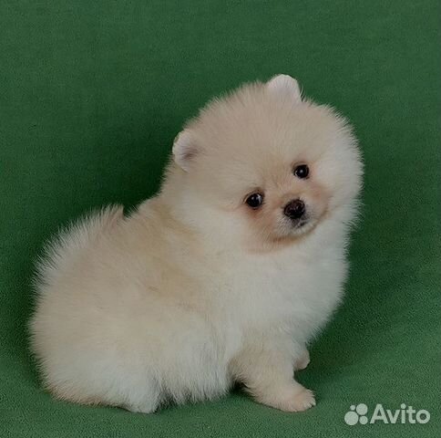 Померанский шпиц. Классная девочка