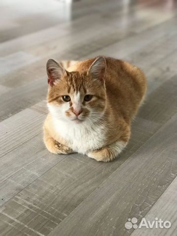 Кот Прохор в добрые руки