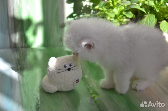 Британские котята серебристая шиншилла