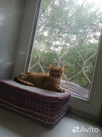 Рыжий котенок в добрые руки