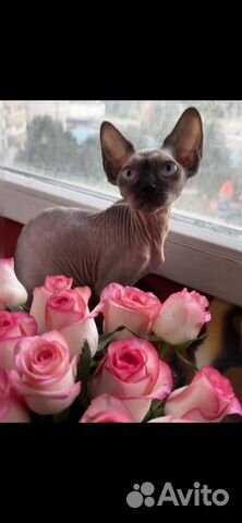Канадский сфинкс котенок