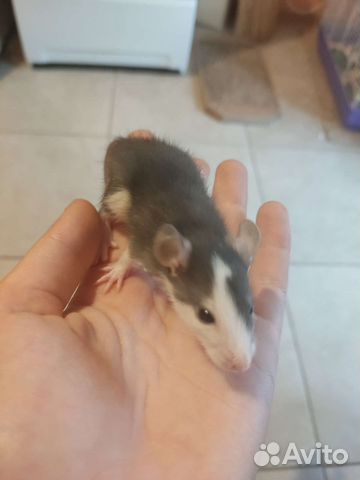 Крыса дамбо