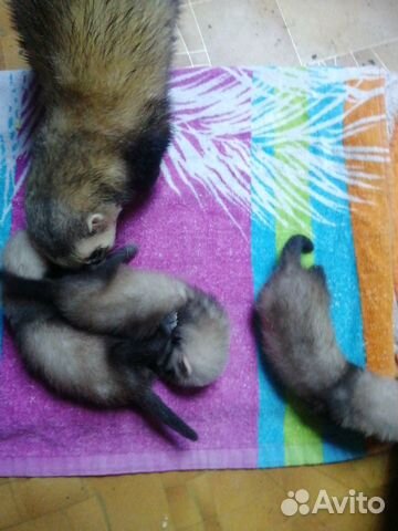 Щенки харьков