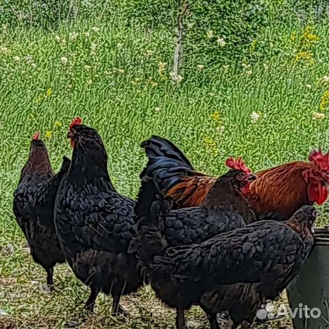 Куры Маран чёрно-медный