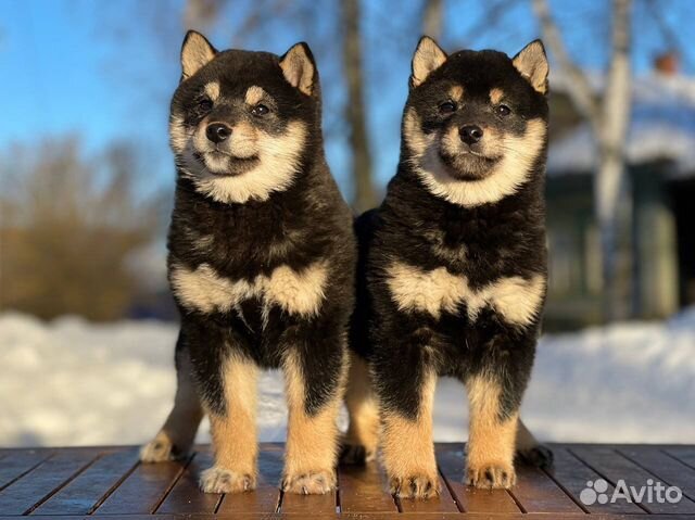 Сиба ину, детки