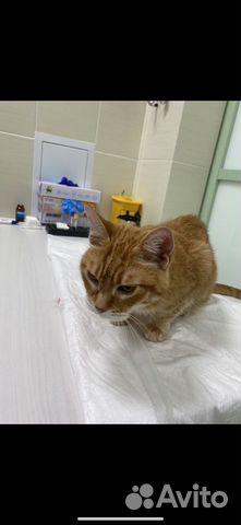 Кошечке нужна помощь