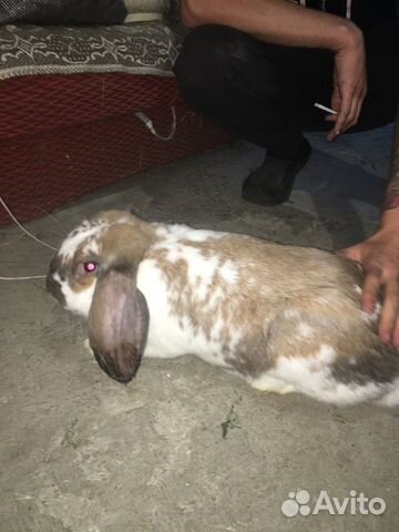 Взрослые самки,самцы