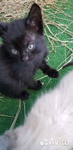 Черный котенок