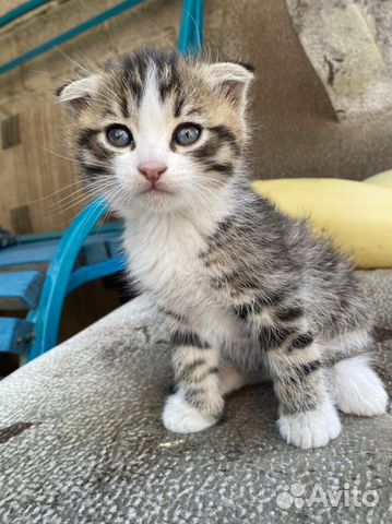 Шотландские котята