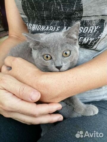 Котёнок голубой окрас