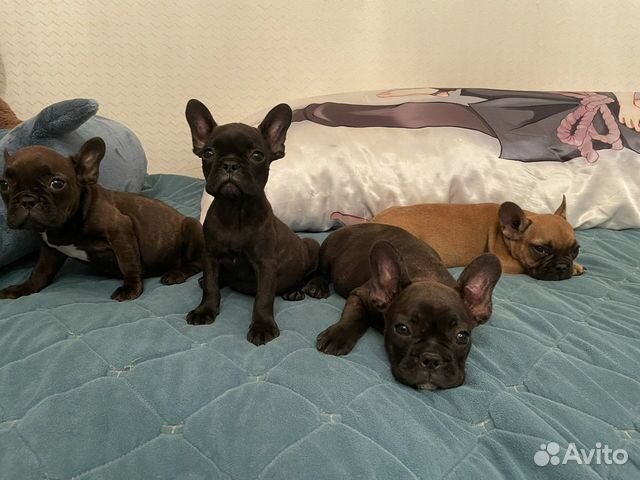 Французский бульдог щенки