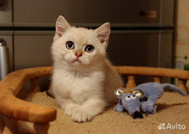 Золотой пойнтовый котик Сёма