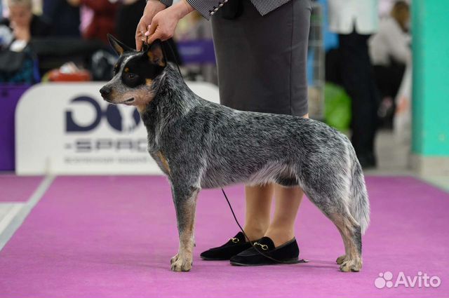 Австралийский хилер кобель для вязки