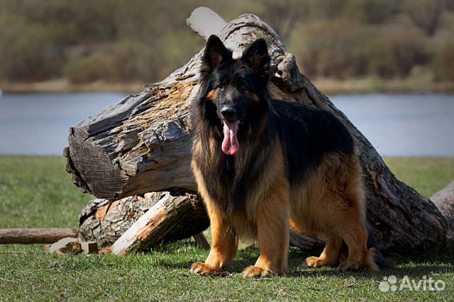 Яркий длинник