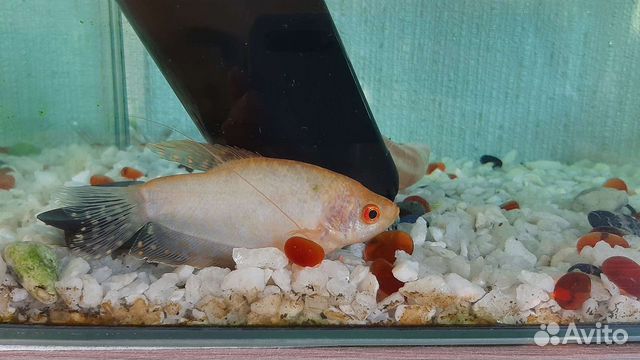 Рыбки гурами