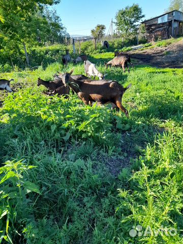 Чешские козы