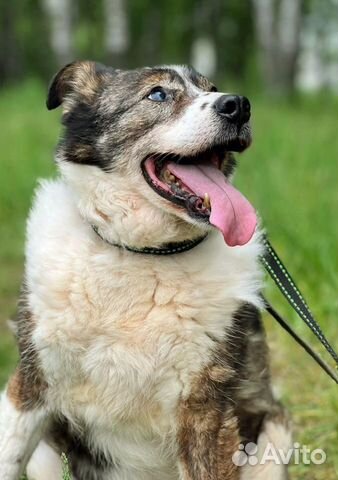 Старушка всю жизнь в приюте, ее надо спасать