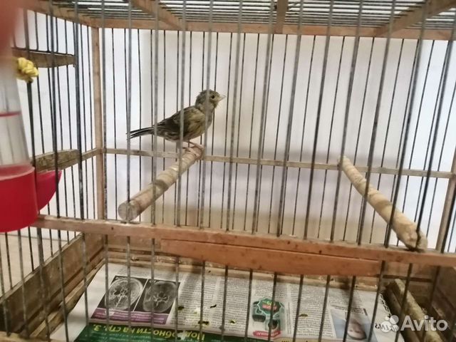Канарейки