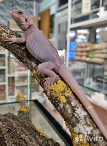 Бородатая агама зеро