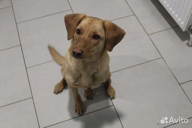 Бусинка ищет дом