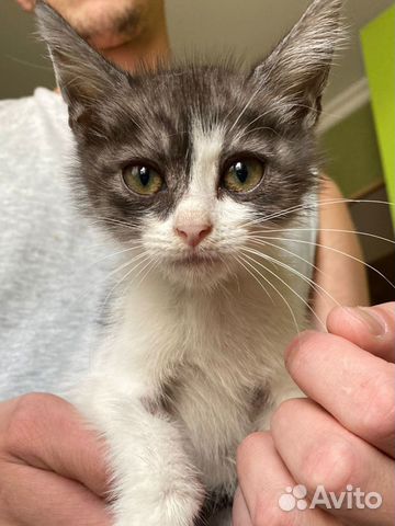 Котенок мальчик Серега в добрые руки