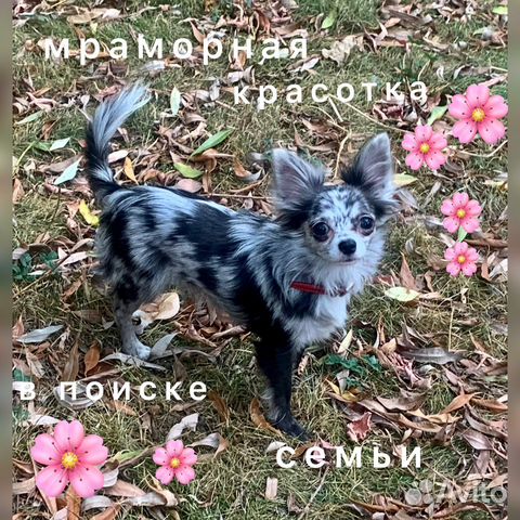 Мраморная красотка