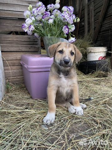 Среднеазиатская овчарка