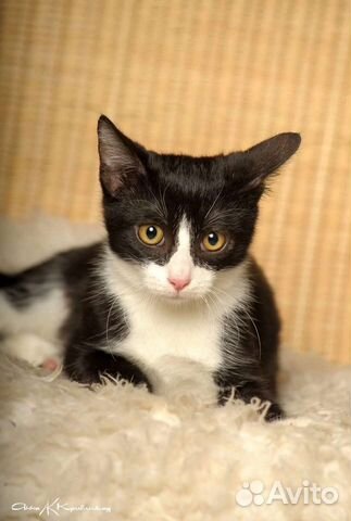 Тимофей,завтра у нас заканчивается передержка