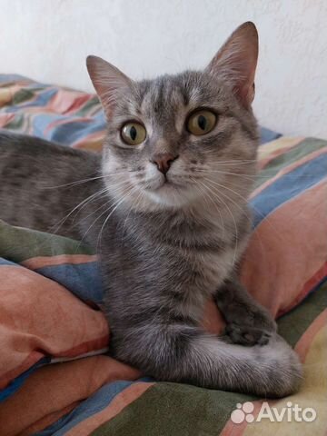 Кошечка Николь ищет дом