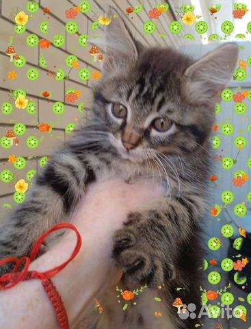 Котенок (мальчик) в добрые руки