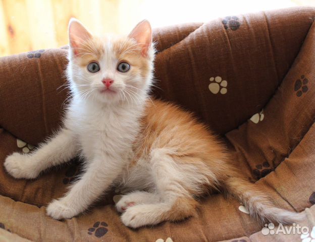 Котенок Антошка ищет дом