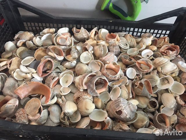 Ящик ракушек