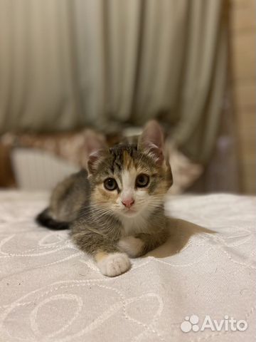 Полусибирские котята